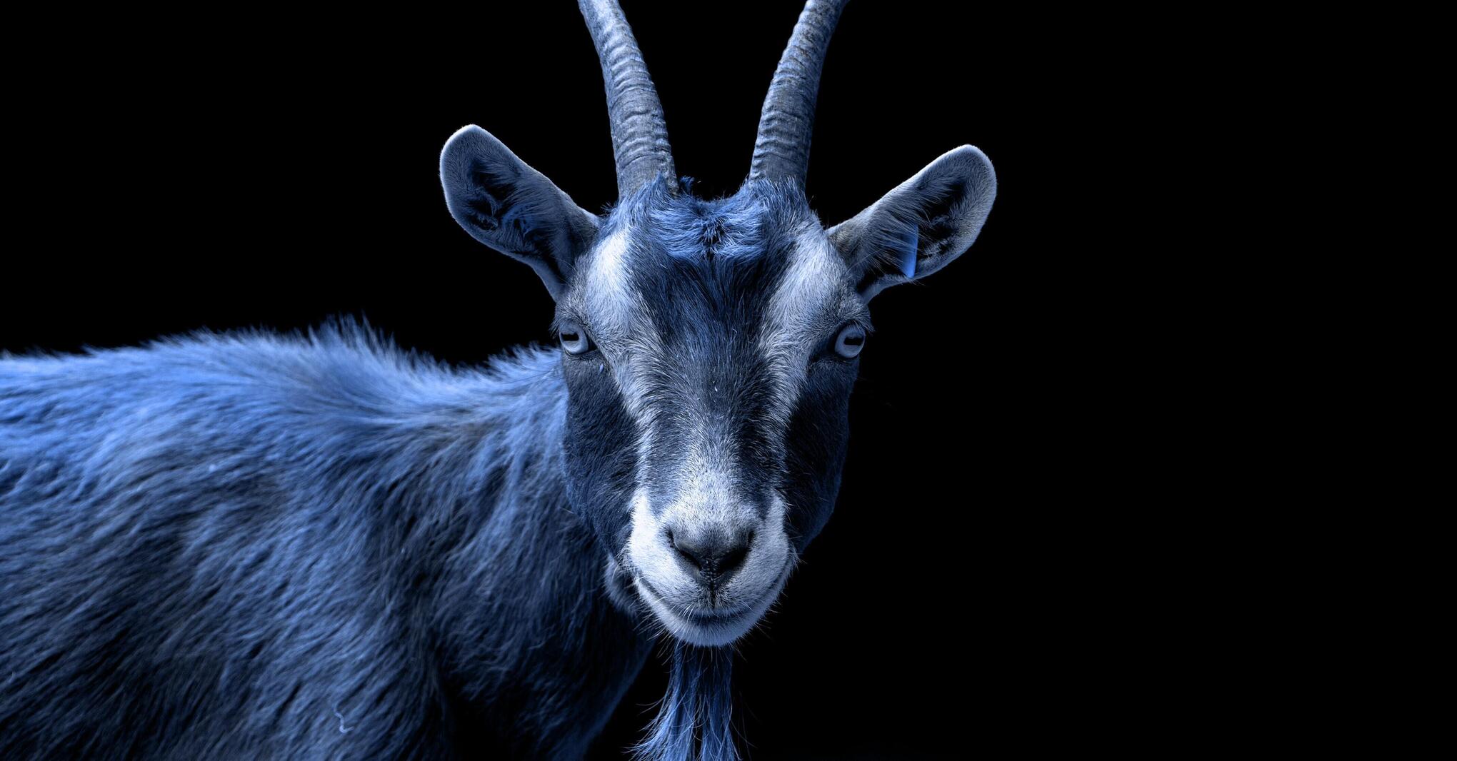 MotoGP 2023. Gresini annuncia Marc Marquez con una capra... e subito ...